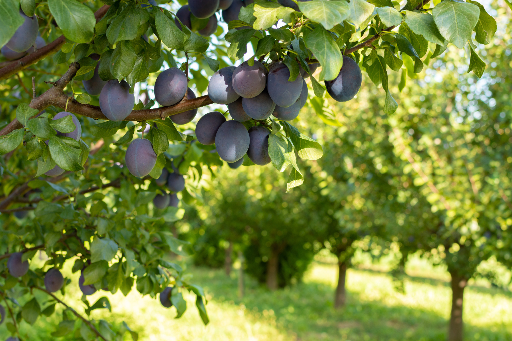 Comment tailler un prunier | STIHL